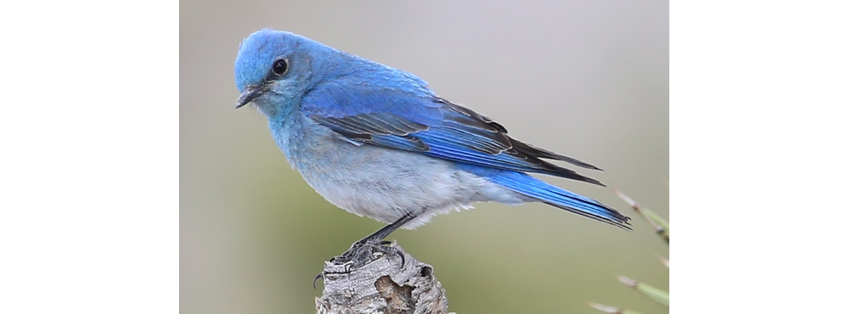 Mountain Bluebird
