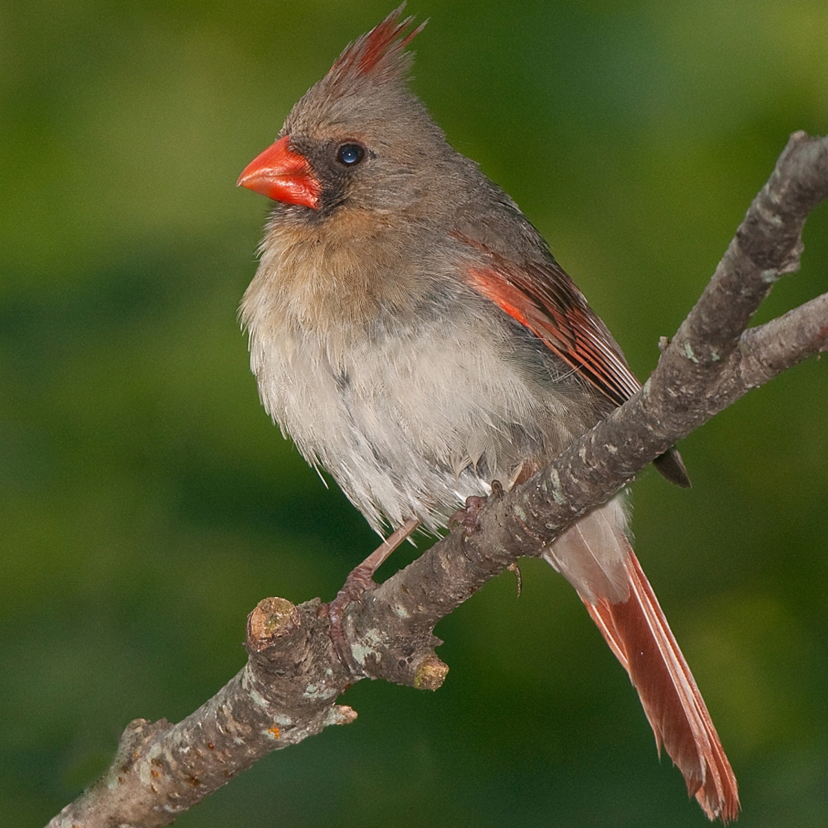 Female Cardinal In Winter Southern Birds May Be Moving Into Your