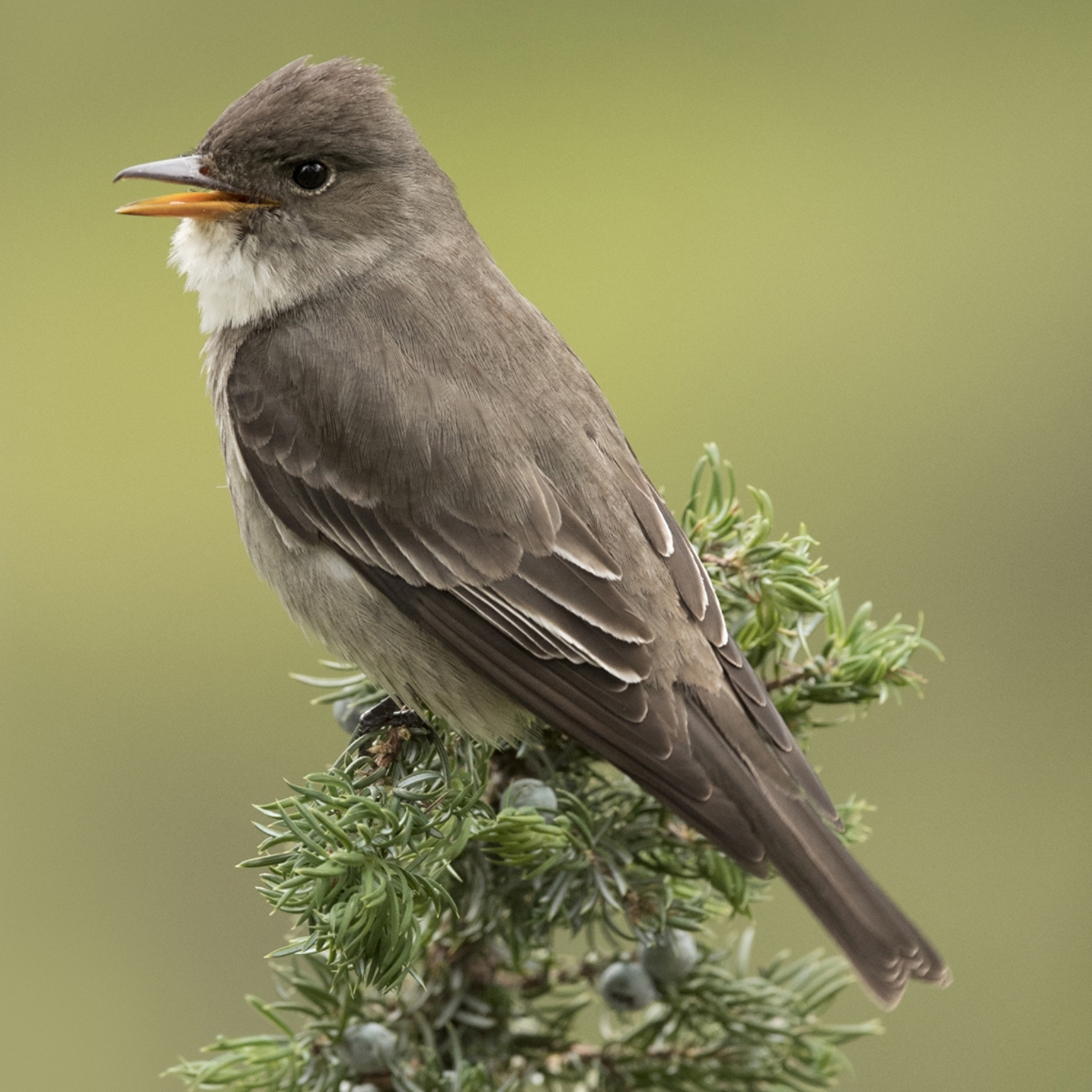 Olive Sided Flycatcher OLIVE SIDED FLYCATCHER