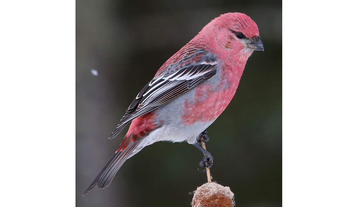 Pine Grosbeak