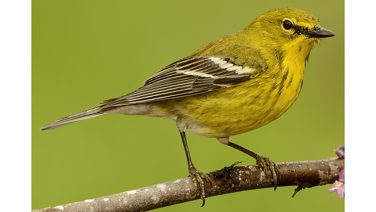Pine Warbler Female