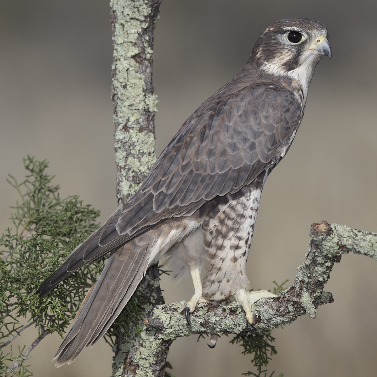 Prairie Falcon Flying