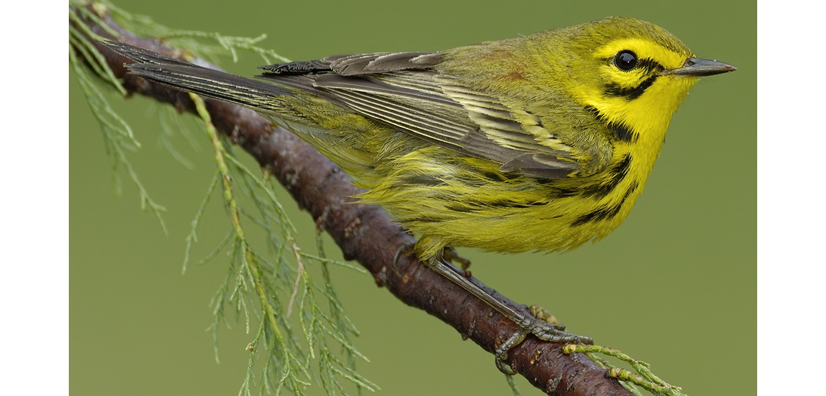 Prairie Warbler Female Red And The Peanut: A Study Of A Prairie