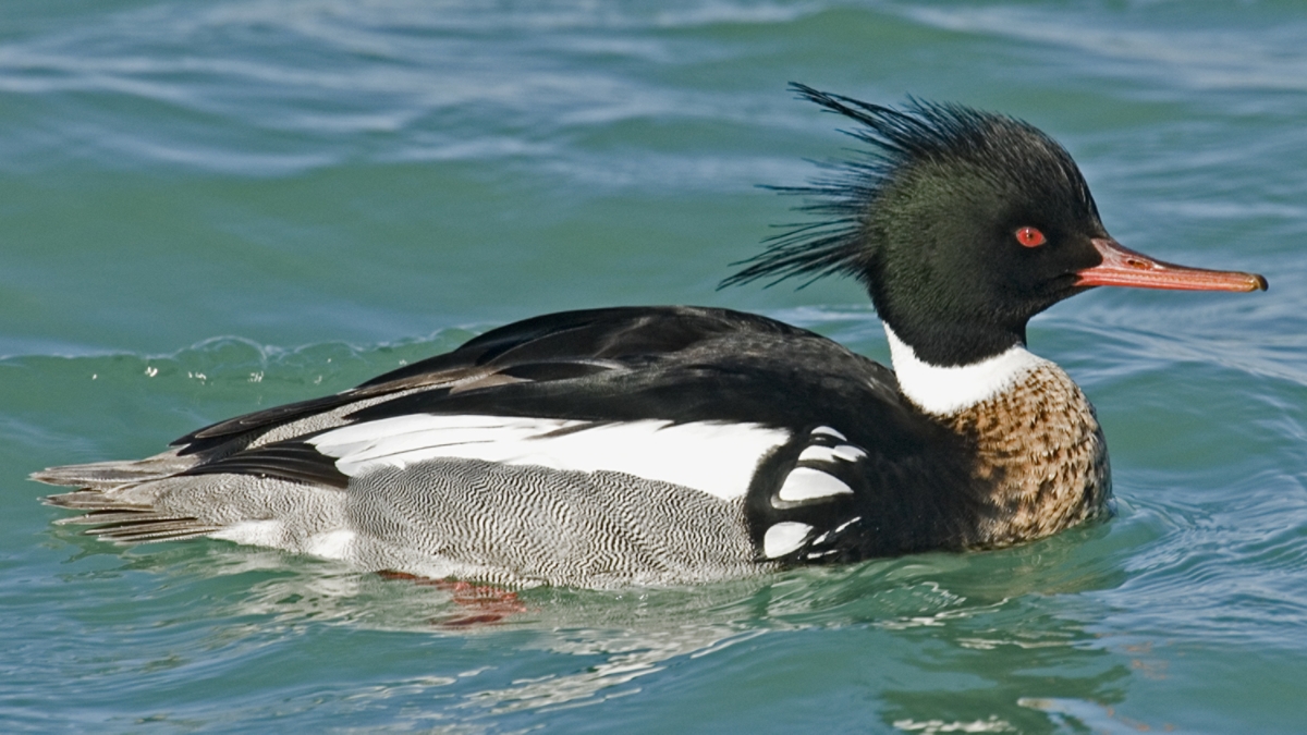 Red Breasted Merganser Duck