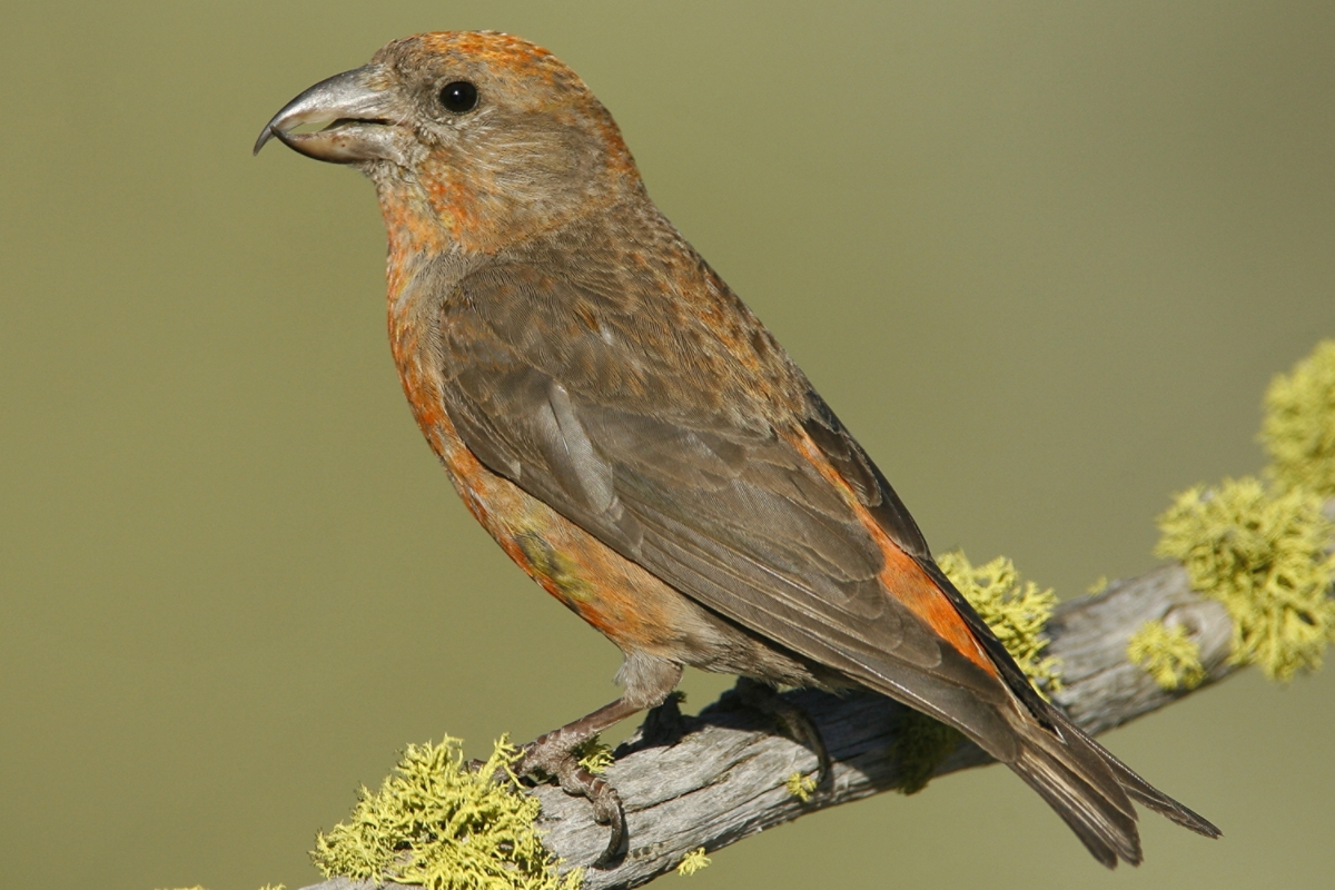 Common Crossbill
