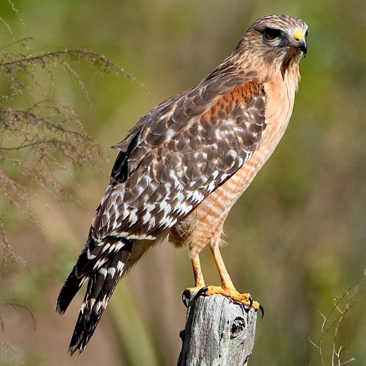 Red Shouldered Hawk