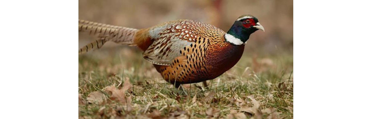 Male Pheasant