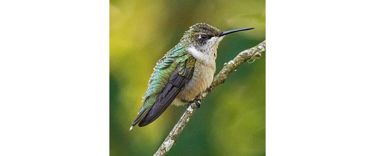 Female Ruby Throated Hummingbird FS1316: Attracting Ruby Throated