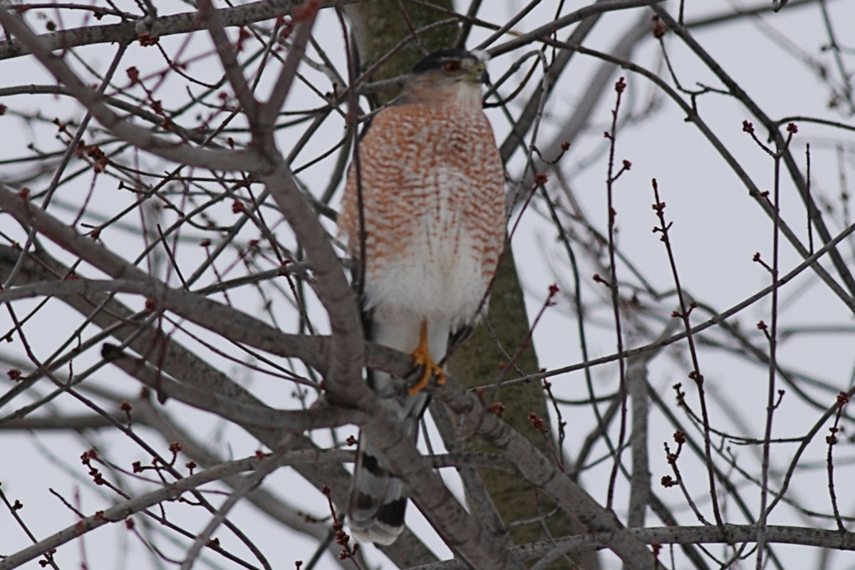 Sharp Shinned Hawk Hunger Games: A Sharp Shinned Hawk, Two Goshawks