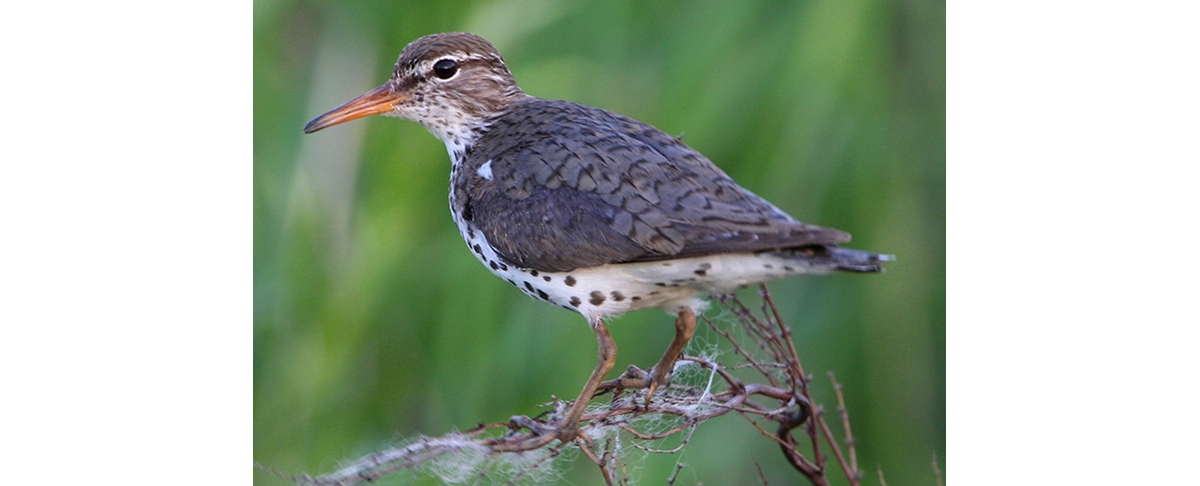 Spotted Sandpiper