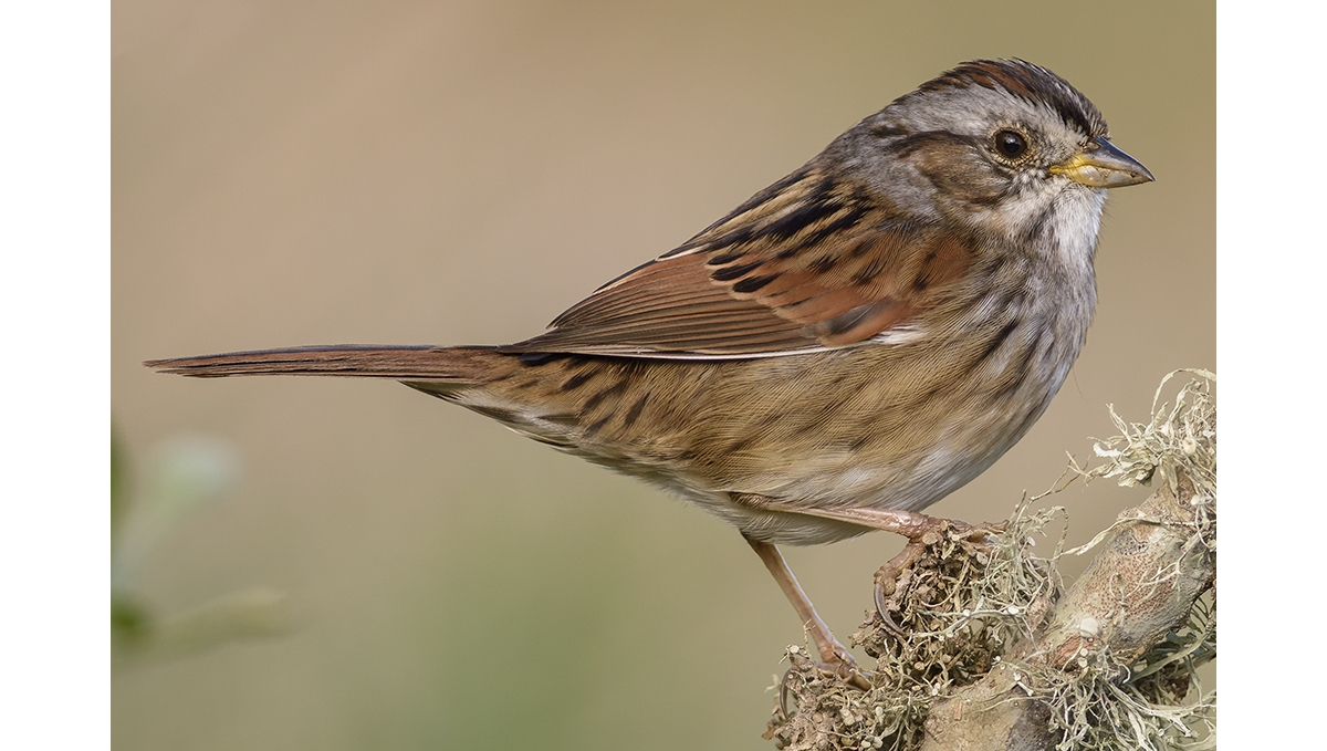 Swamp Sparrow Behavior Swamp Sparrow Melospiza Georgiana Birds