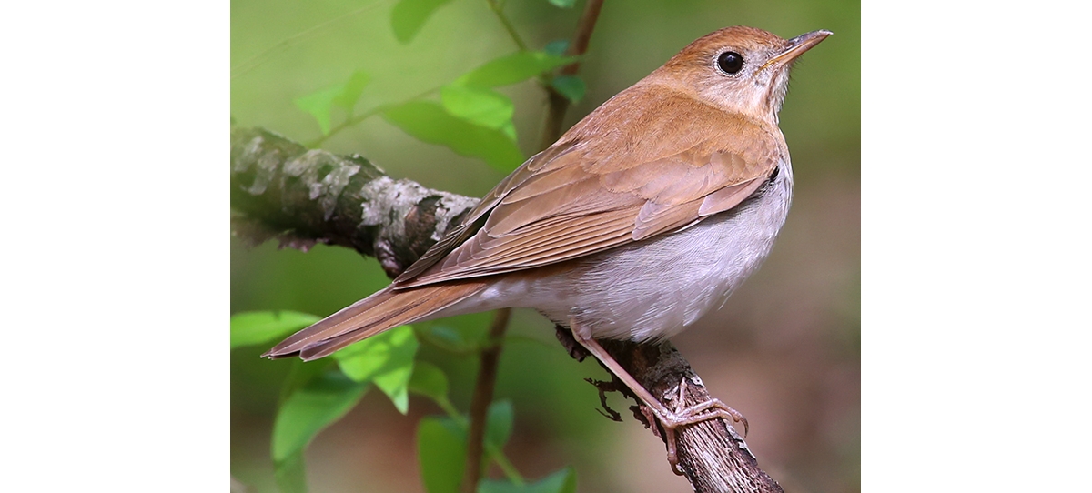 Veery Bird