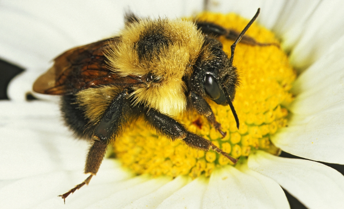 Black Bumble Bee Insect