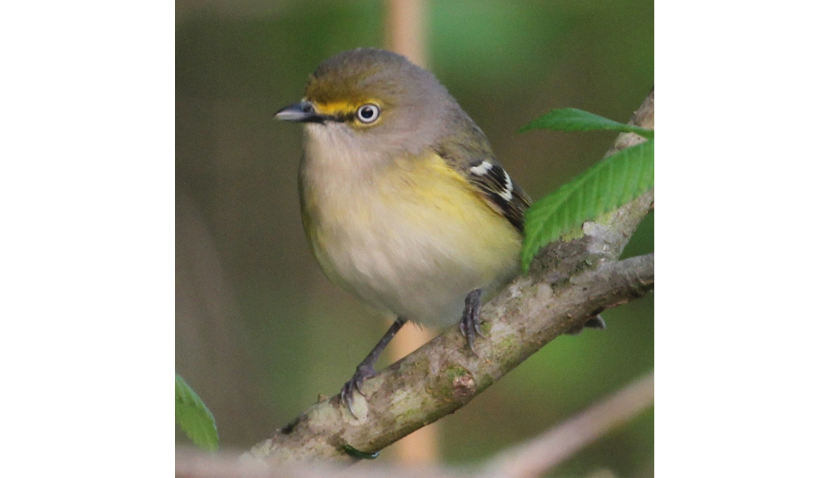 White Eyed Vireo