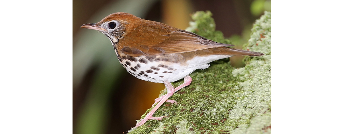 Wood Thrush Eggs