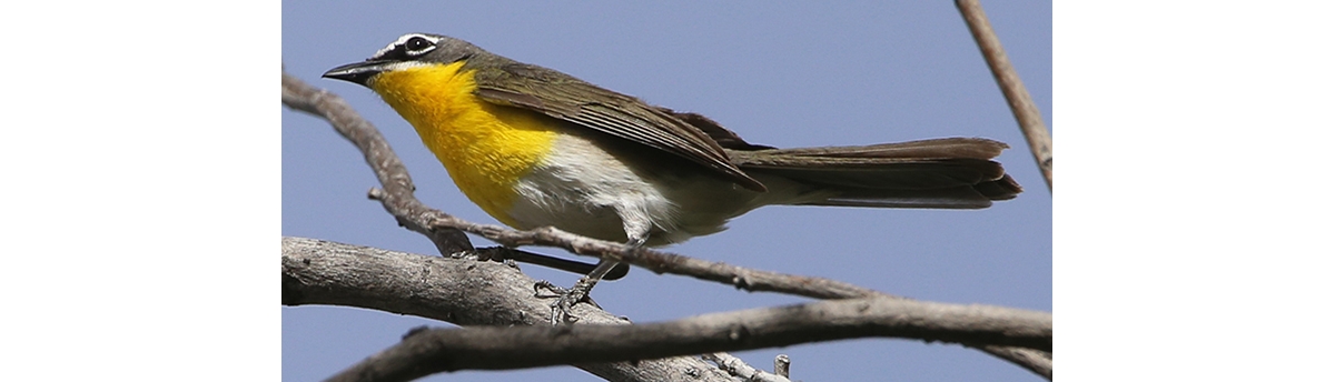 Yellowbreasted Chat Identification All About Birds New World Warbler