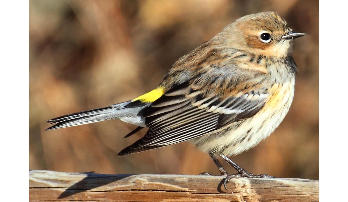 Yellow Warbler Male And Female Yellow Warbler | State Of Tennessee,