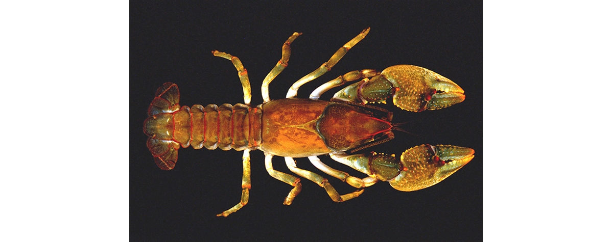 World Record Crawfish