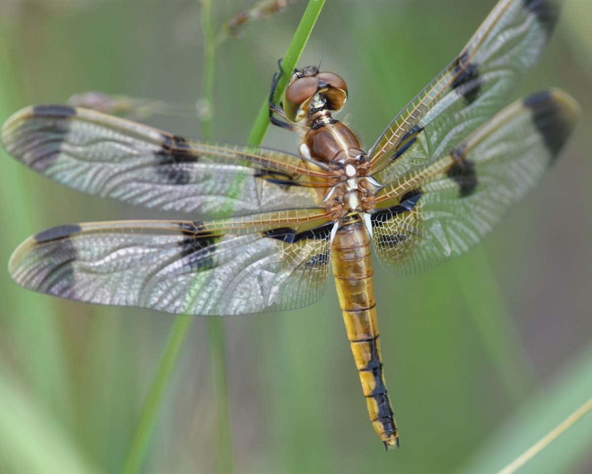 Libellulidae Skimmers