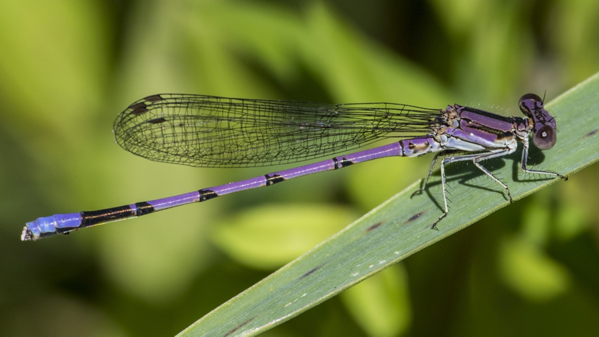Purple Damselfly