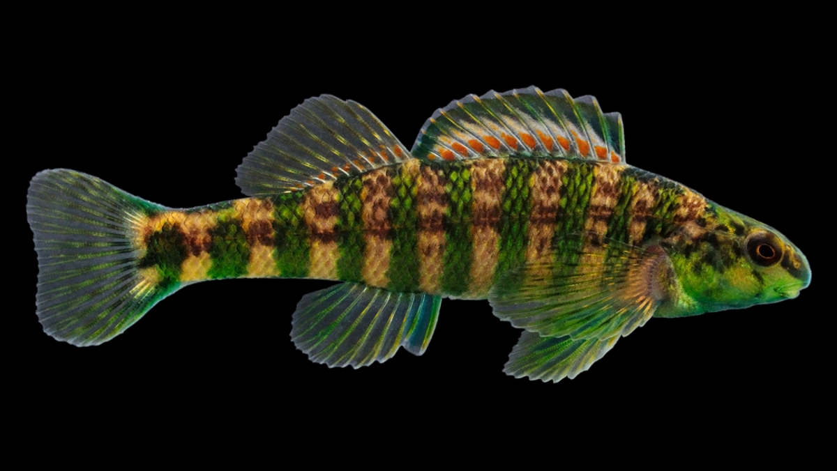 Darter Size