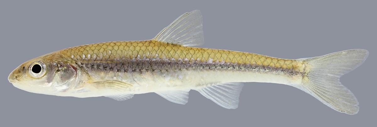 Brook Silverside Mouth