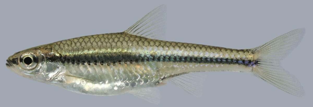 Common Shiner Band