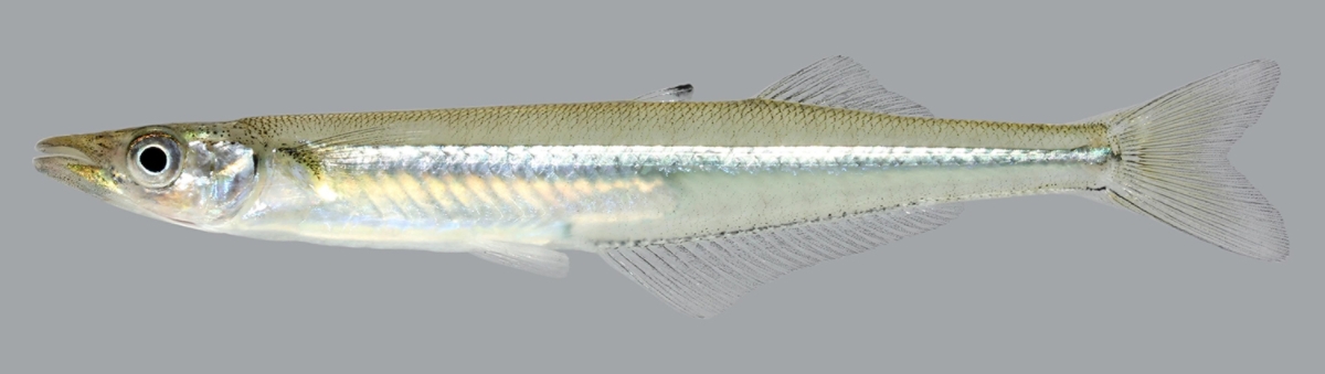 Brook Silverside Mouth