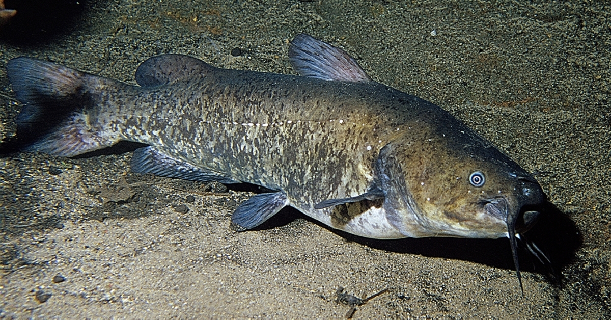Brown Bullhead Catfish