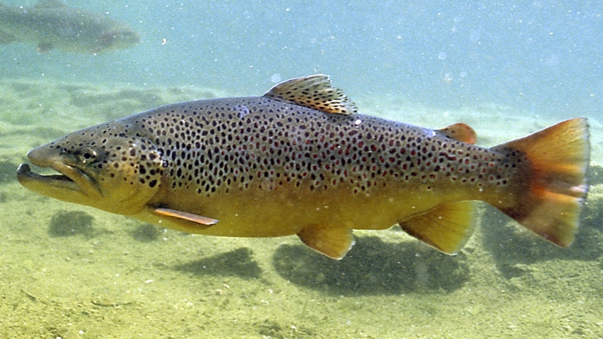 Brown Trout Underwater Underwater Panorama: Brown Trout, Big Mouth