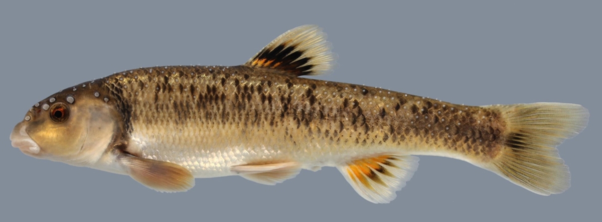 Central Stoneroller Preserved