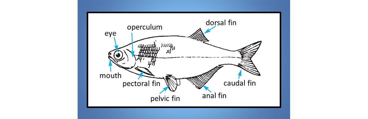 Fish Fin Location
