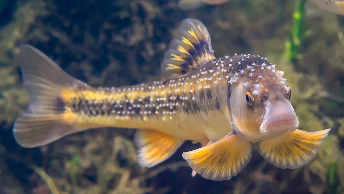 Central Stoneroller Preserved