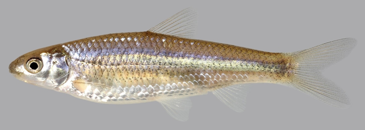 Minnow Fish In Creek