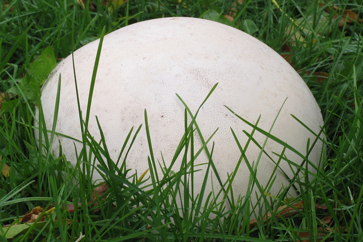 Phylum Basidiomycota Puffballs