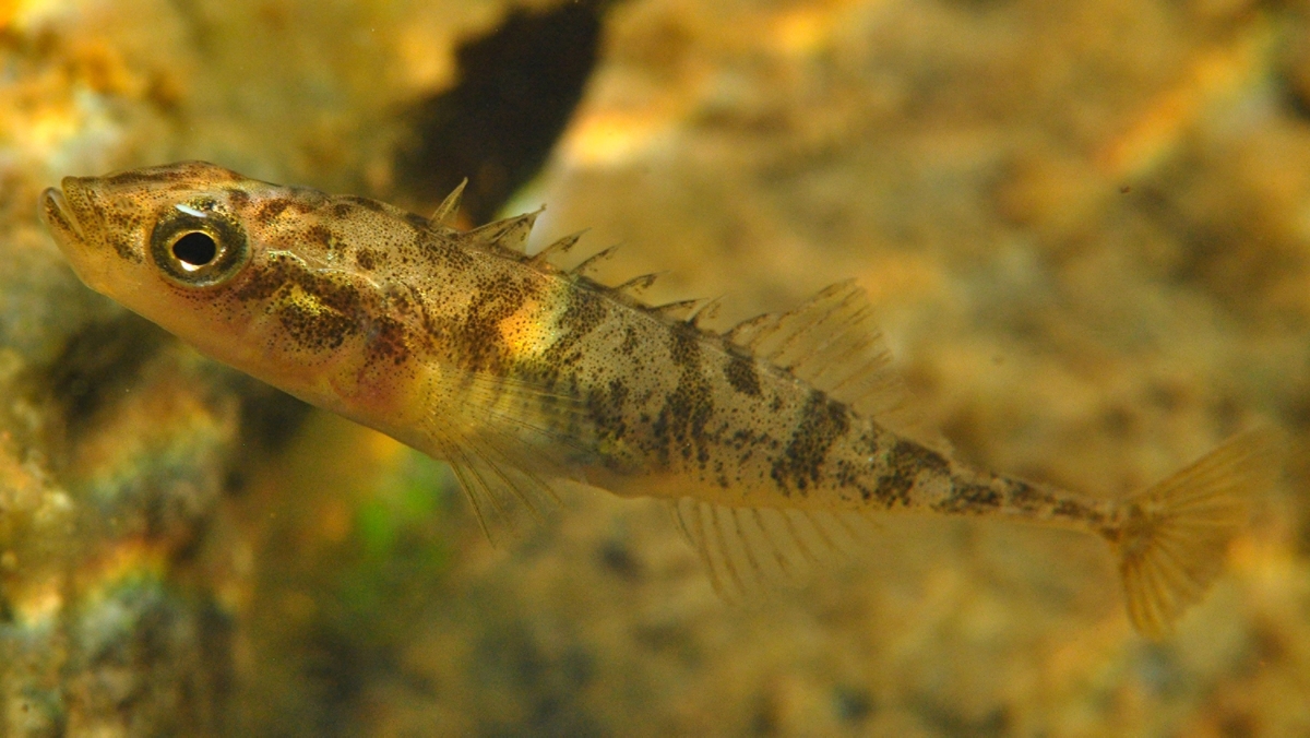 Brook Stickleback Nest