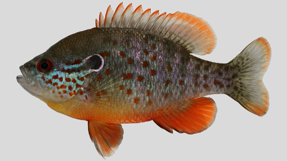 Orange Spotted Sunfish