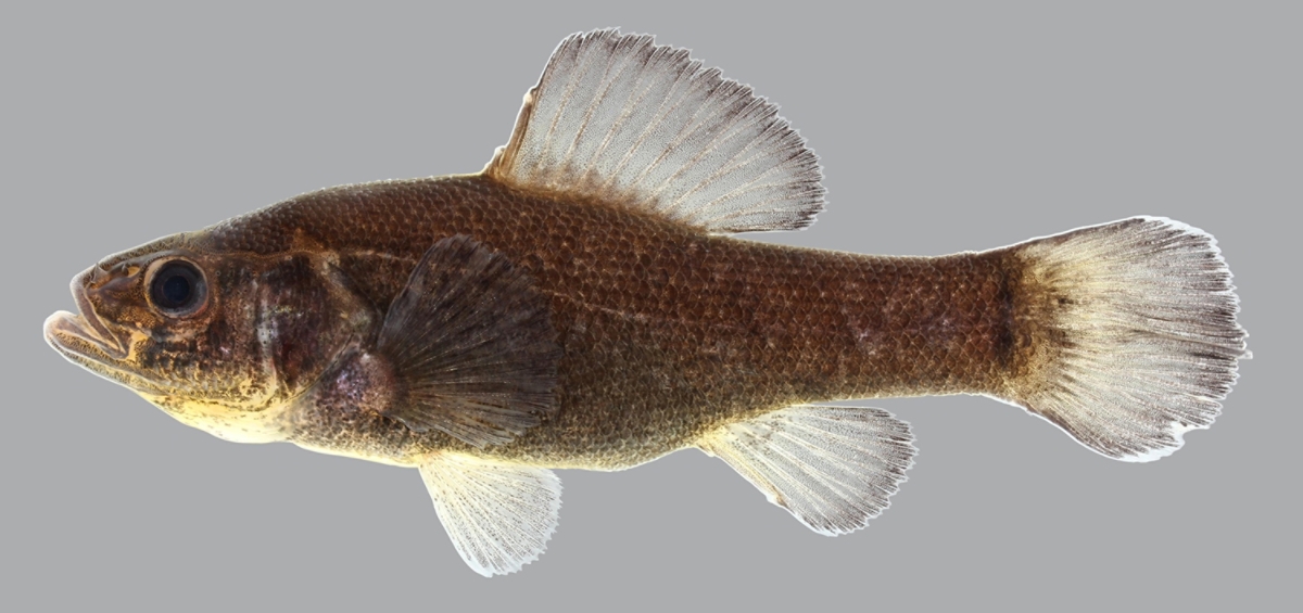 Fish That Live In Swamps