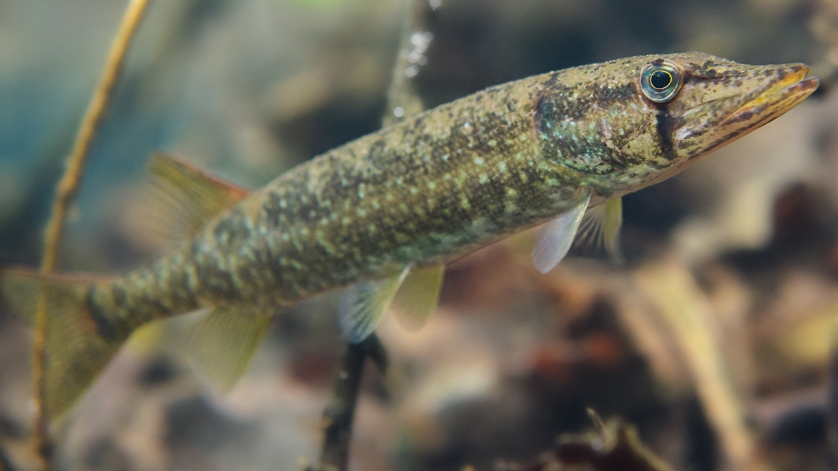Redfin Pickerel Aquarium