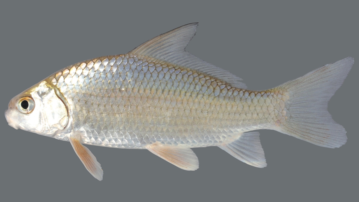 Quillback Carpsucker