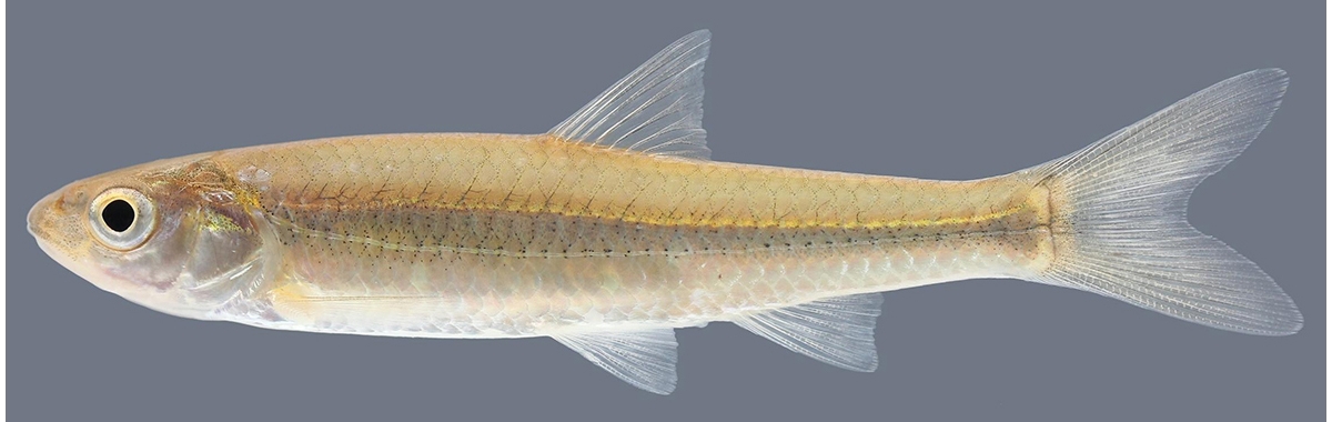Shiner Minnow
