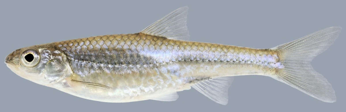 Sand Shiner Dorsal Stripe Moderate Conservation Priority – Savannah