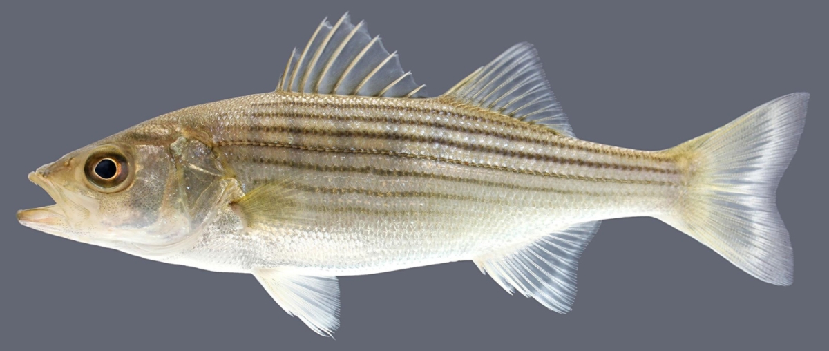 Brook Trout Striped Bass