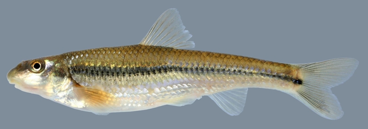 Suckermouth Minnow