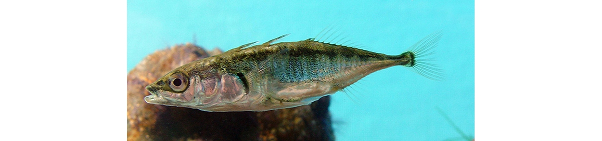 Brook Stickleback Nest
