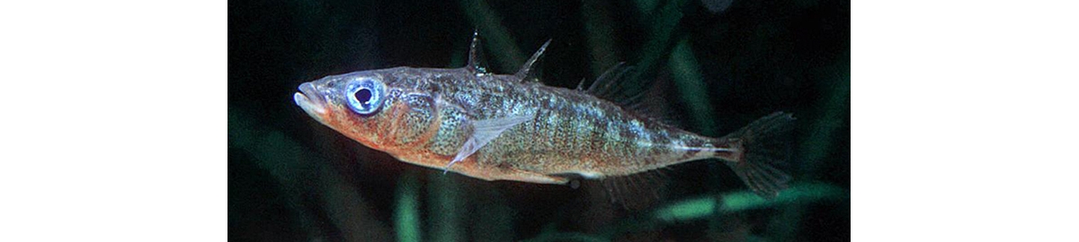 Brook Stickleback Nest