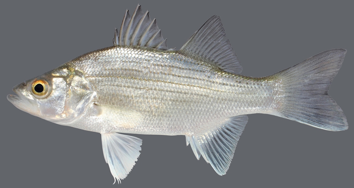 White Bass Fish 3.4 Pound White Bass Caught In O.H. Ivie… | Grand