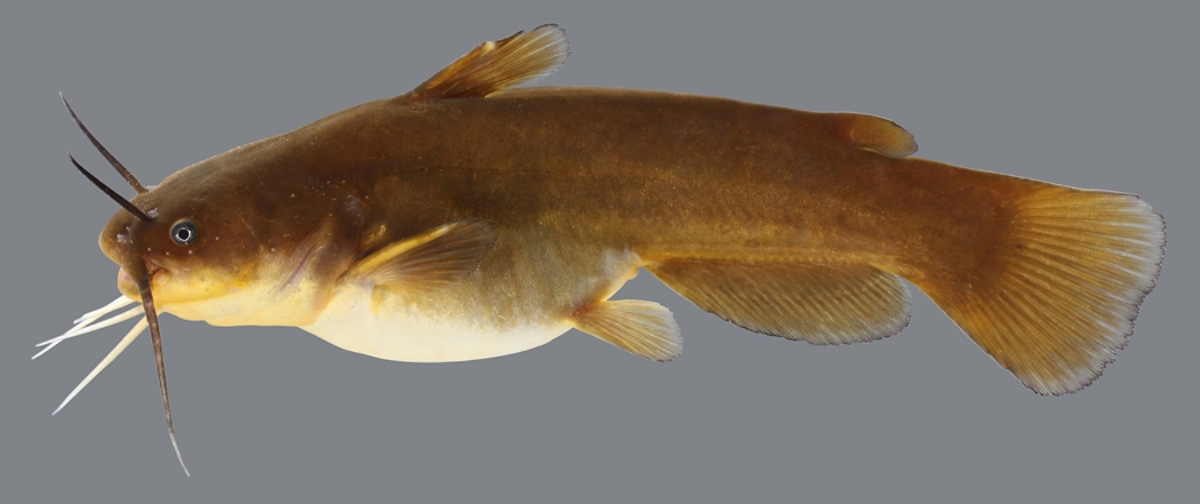 Yellow Bullhead Catfish