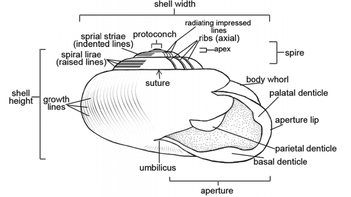 Snail Diagram