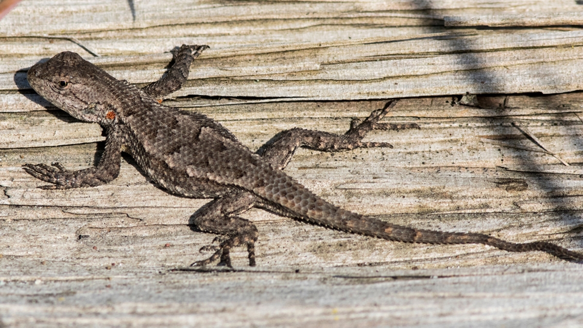 Eastern Fence Lizard Care How To Care For An Eastern Fence Lizard